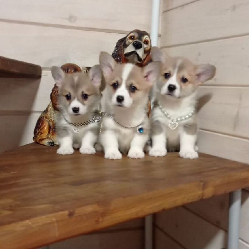 Щенки корги