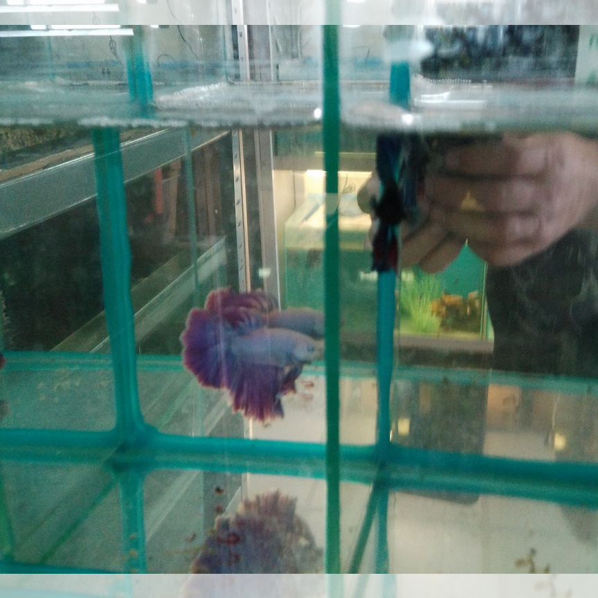 Аквариумные рыбки