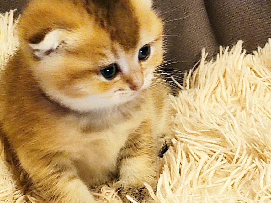 Шотландская золотая шиншилла