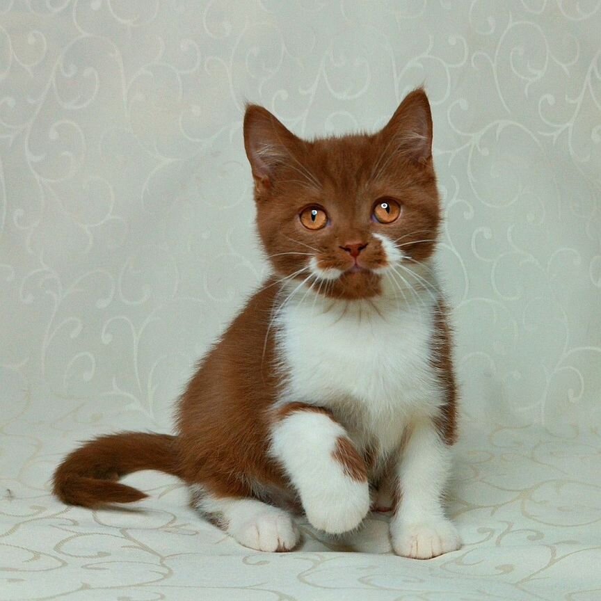 Британские котята