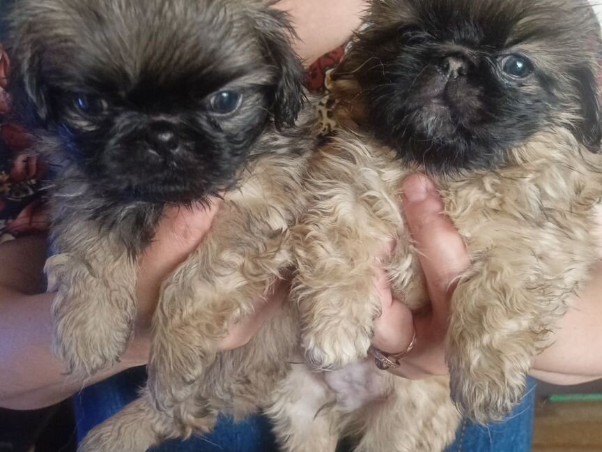 Щенки пекинеса