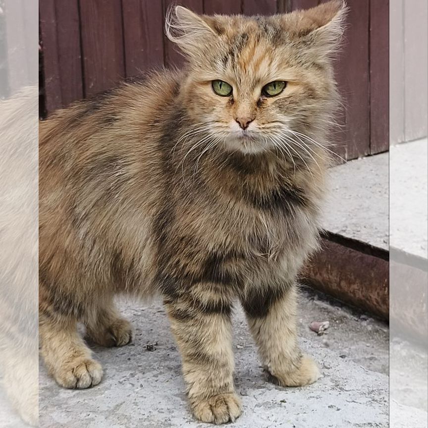 Взрослая, кошка в добрые руки