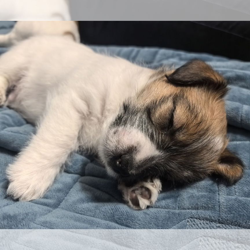 Джек-рассел-терьер, щенок