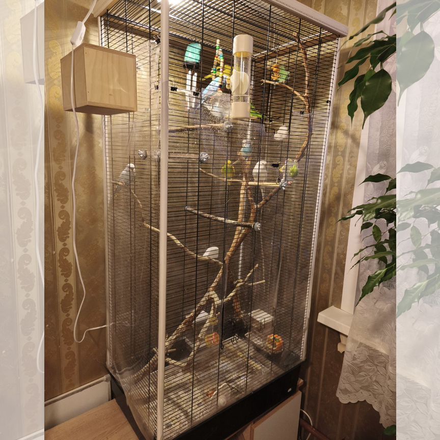 8 волнистиков с клеткой