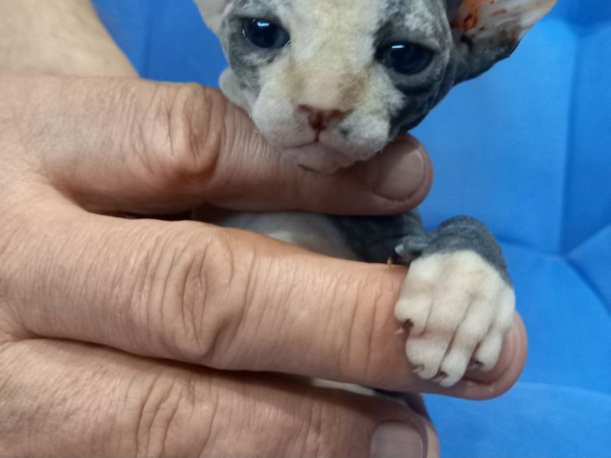 Канадский сфинкс котенок