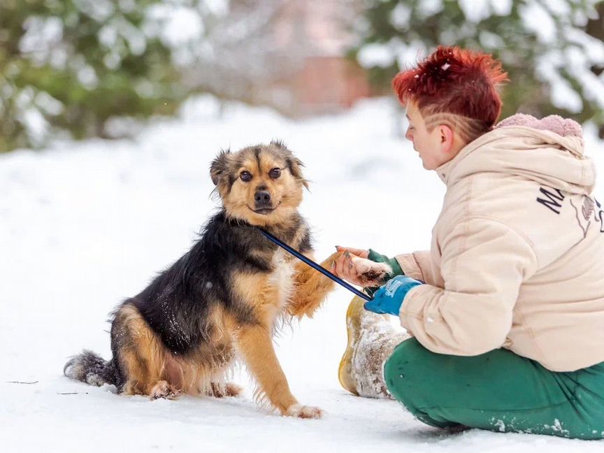 Собака в добрые руки