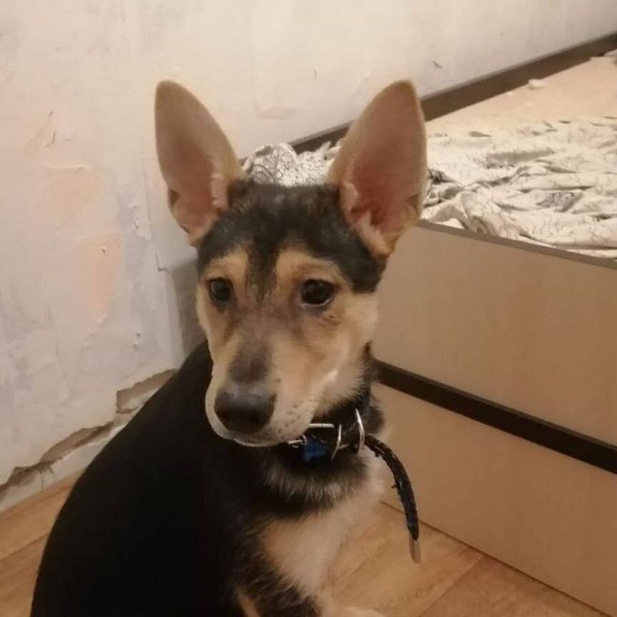 Джек ищет дом