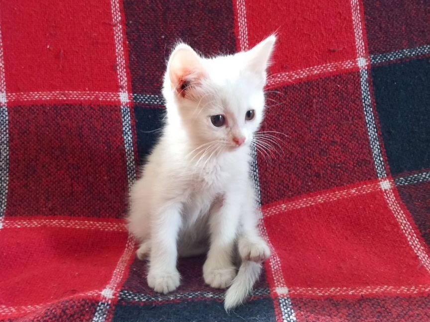 Котята в добрые руки бесплатно