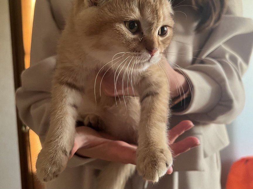 Шотландский вислоухий котенок в добрые руки