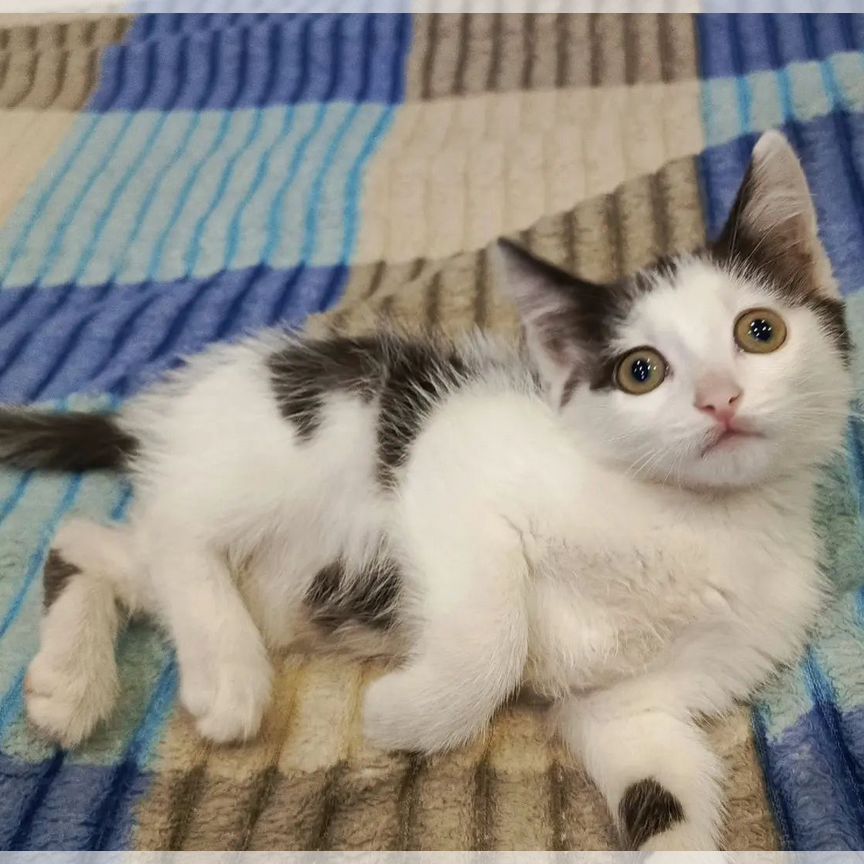 Котёнок в добрые руки