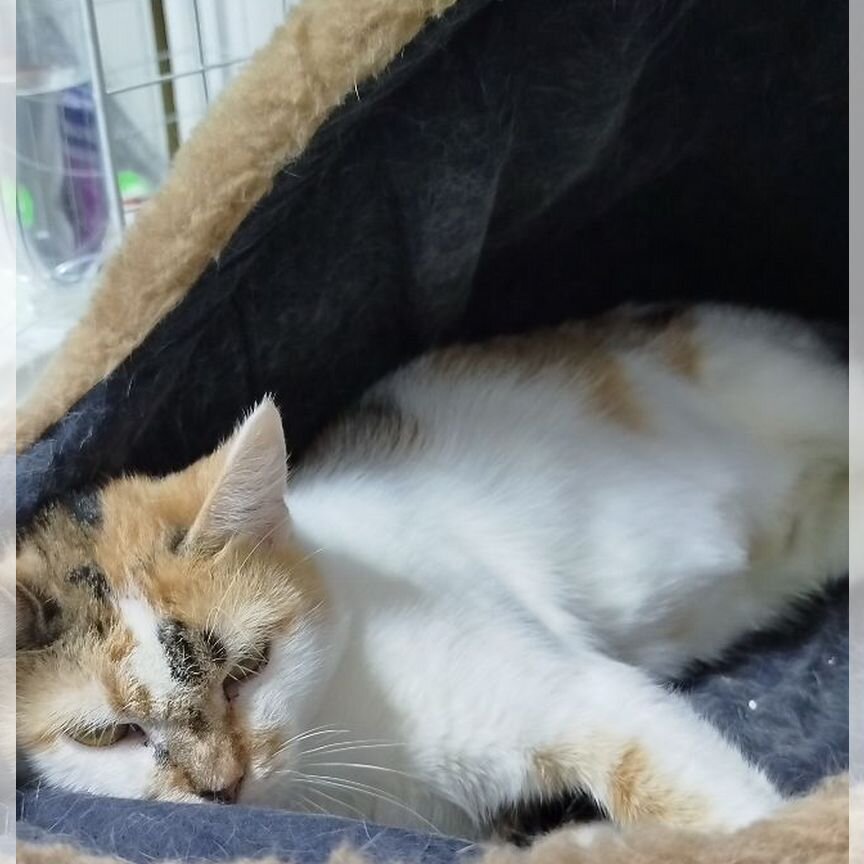 Кошка Коробочка в дар