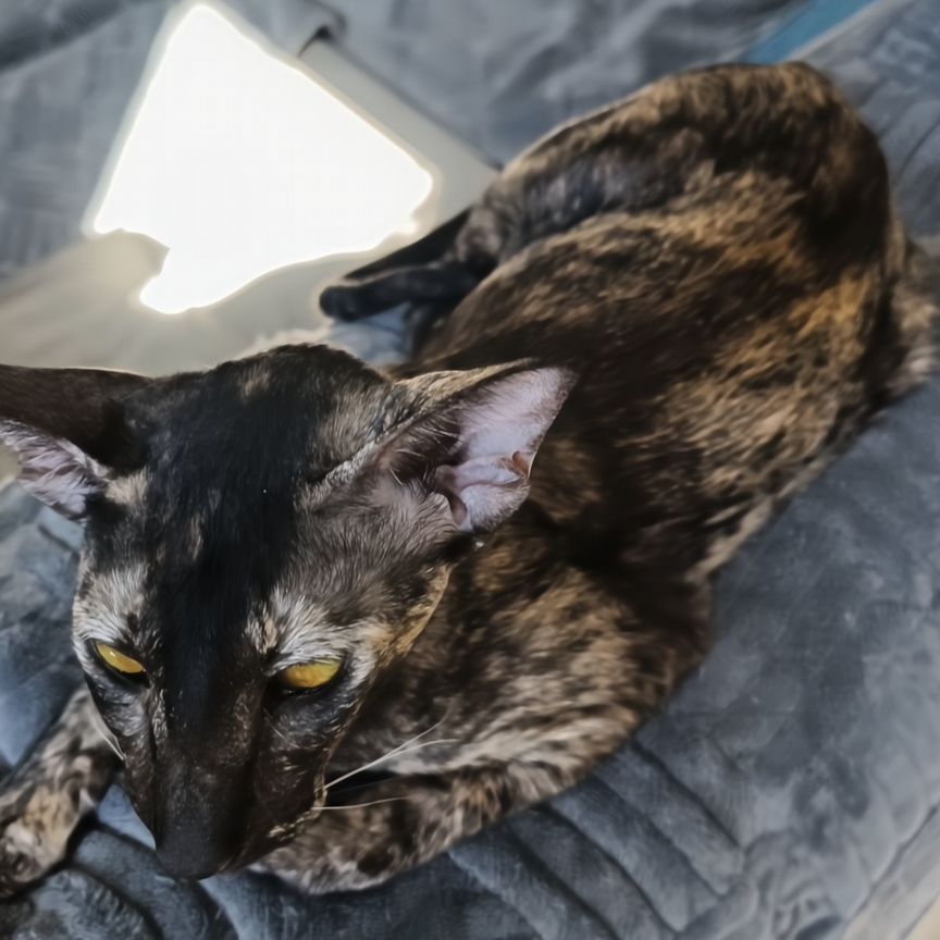 Ориентальный котёнок