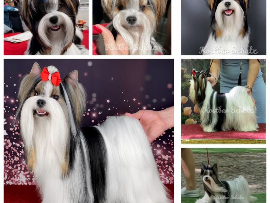 Бивер титулованный кобель