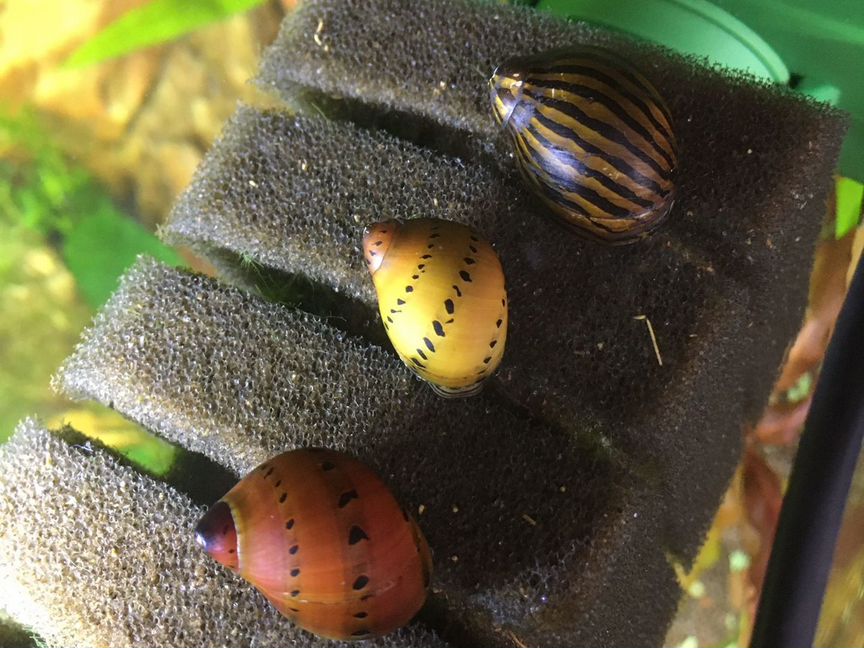 Улитки неретины в дар