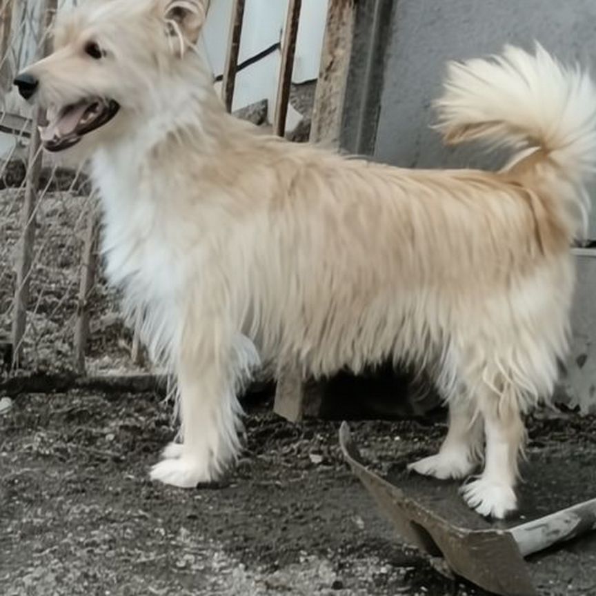 Йоркширский терьер, взрослый пёс