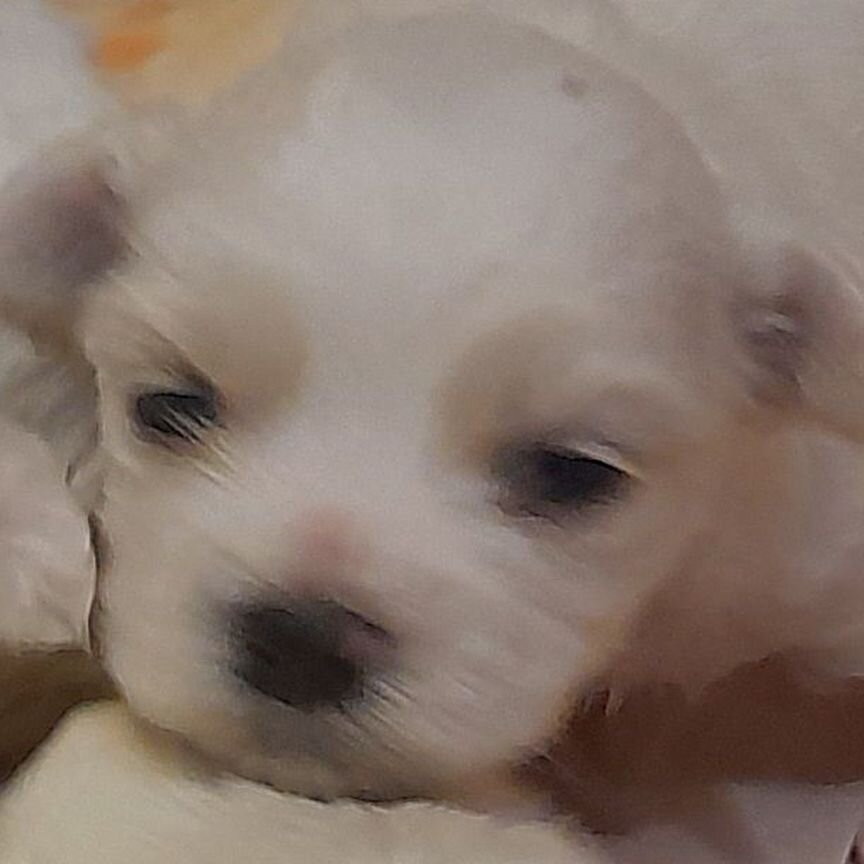 Мальтийская болонка мини