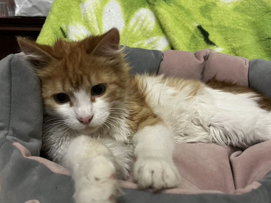 Кот