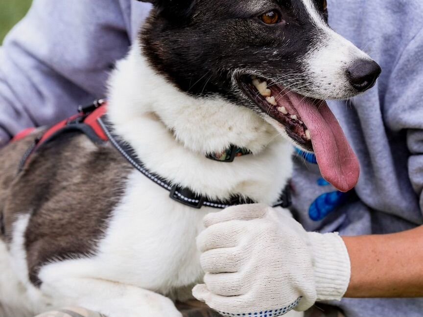 Лайка из приюта ищет дом