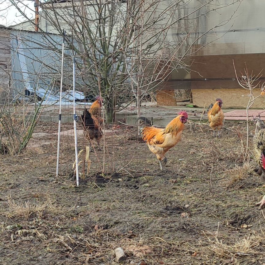 Молодой петушок лакеданзи