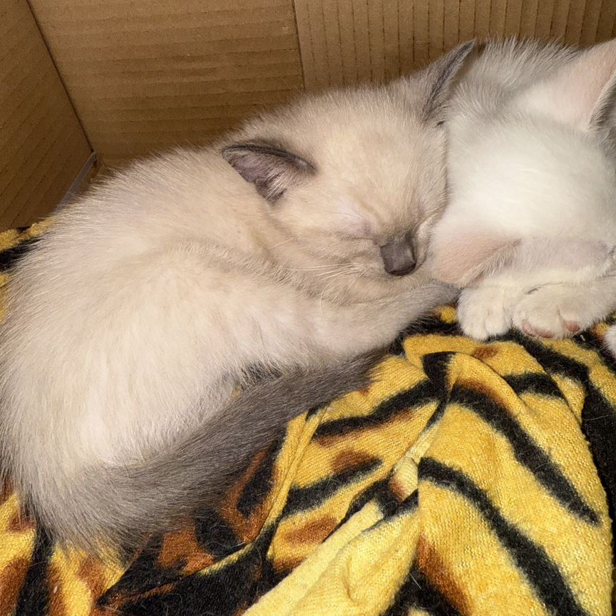 Тайские котята