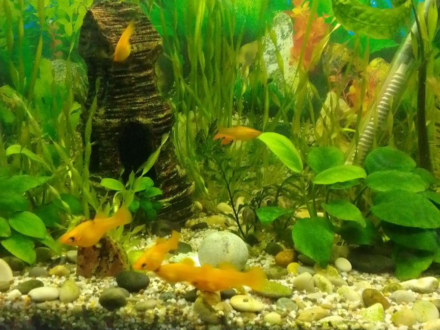 Продам аквариумных рыбок