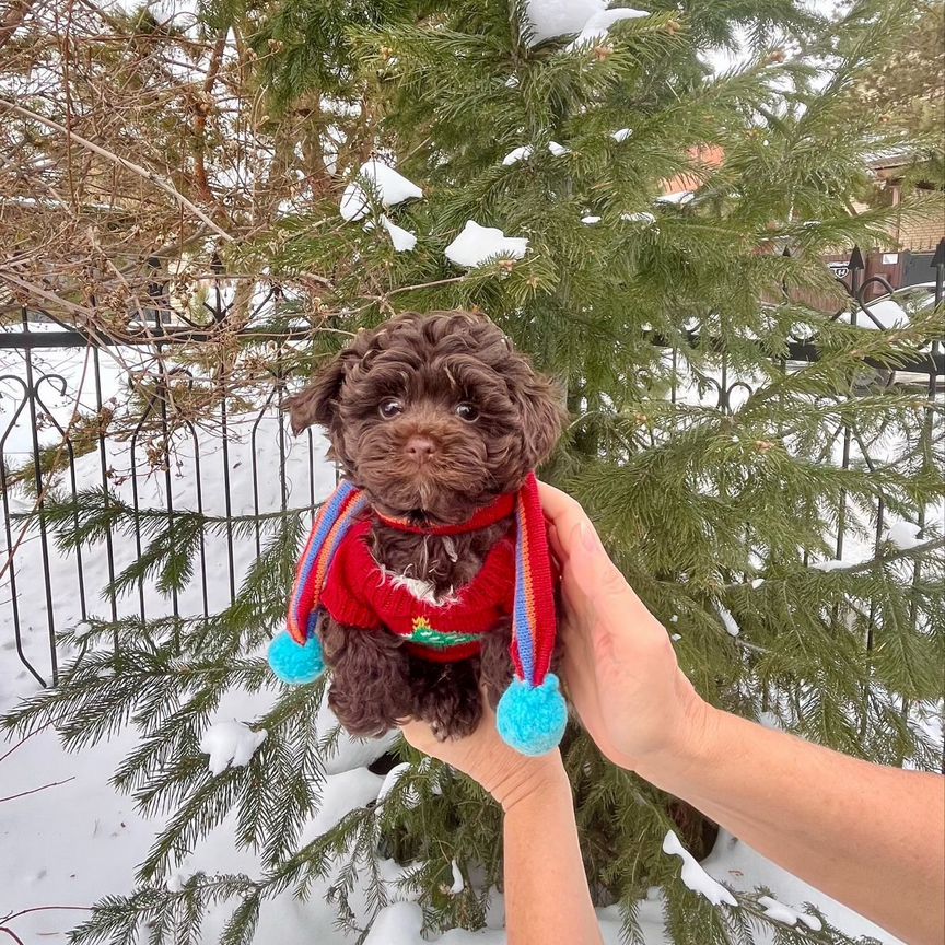 Мальтипу, щенок