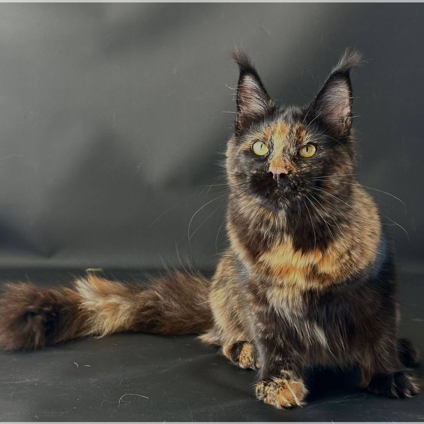 Мейн-кун котёнок