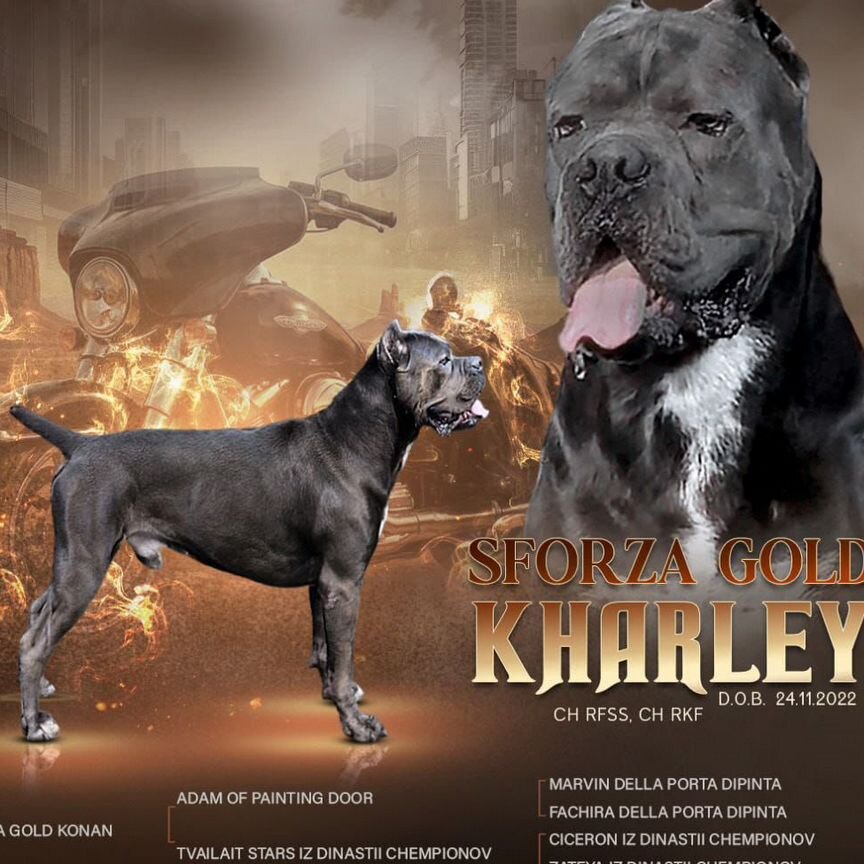 Кане-корсо, взрослый пёс