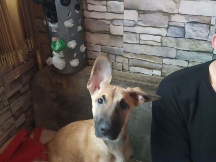 Собака в добрые руки отдам бесплатно