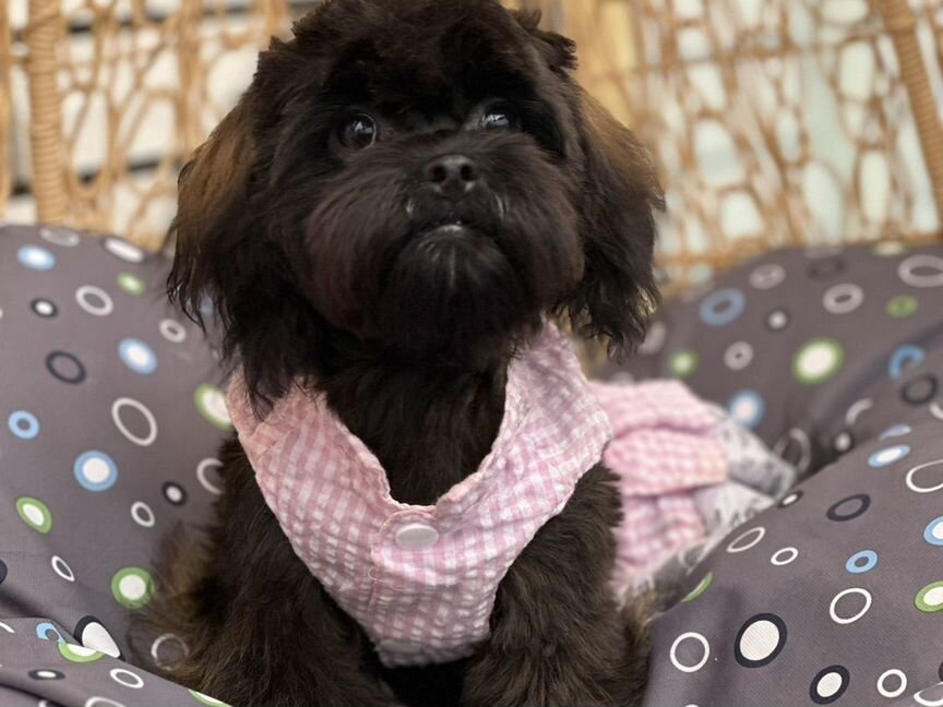 Черная кукольная мини девочка мальтипу