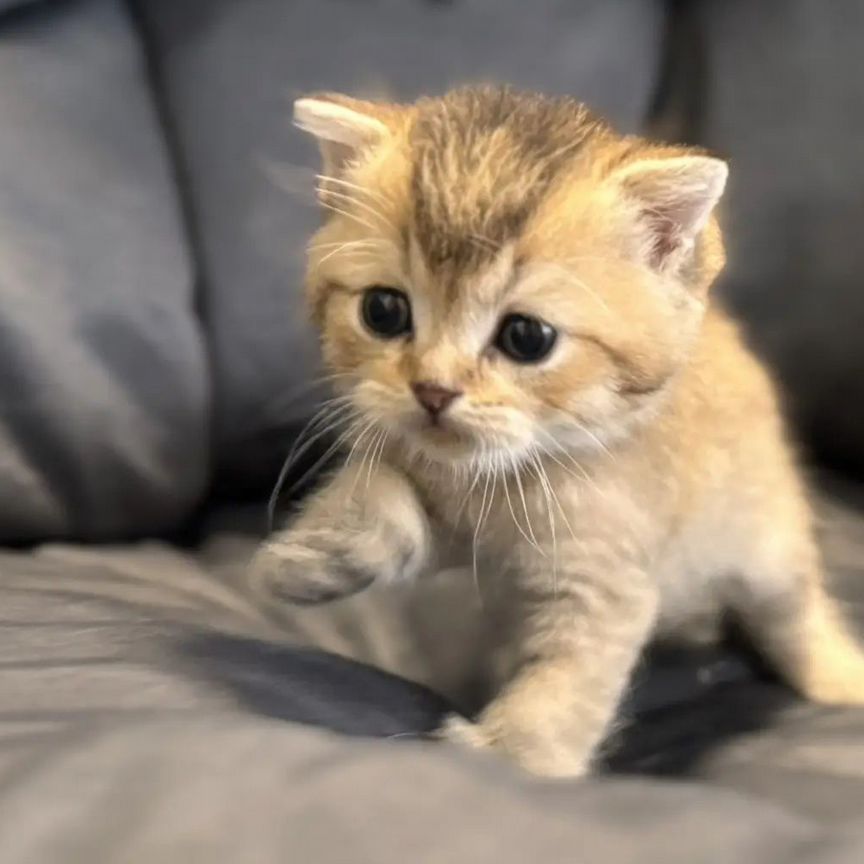 Шотландский прямоухий короткошёрстный котёнок