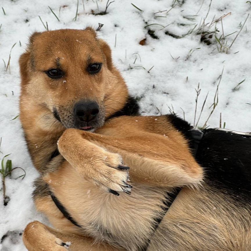 Нежная Кира в поисках семьи