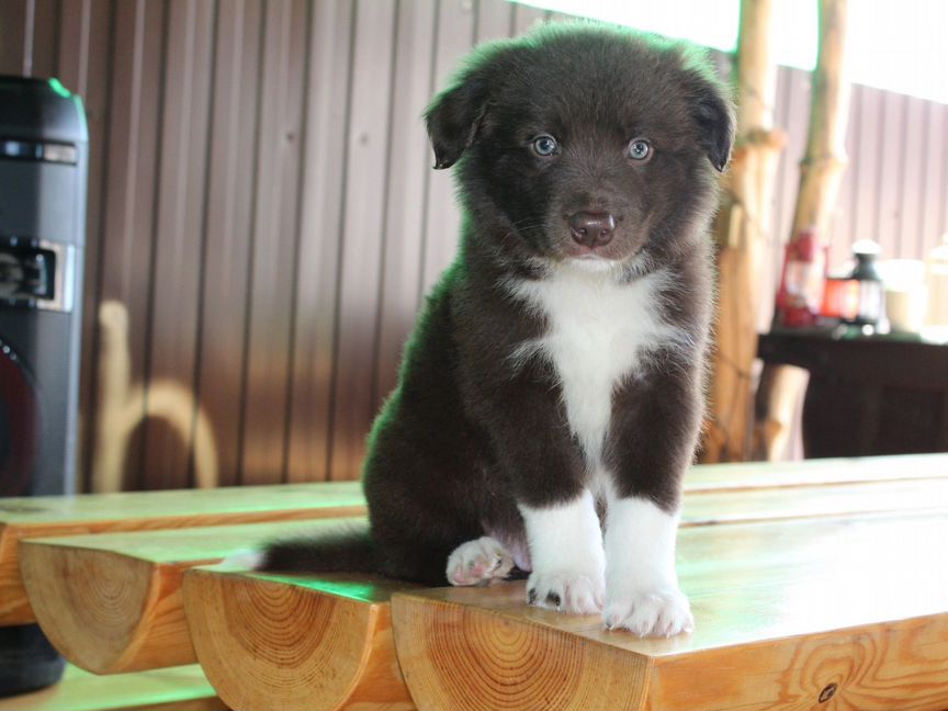 Щенки бордер колли