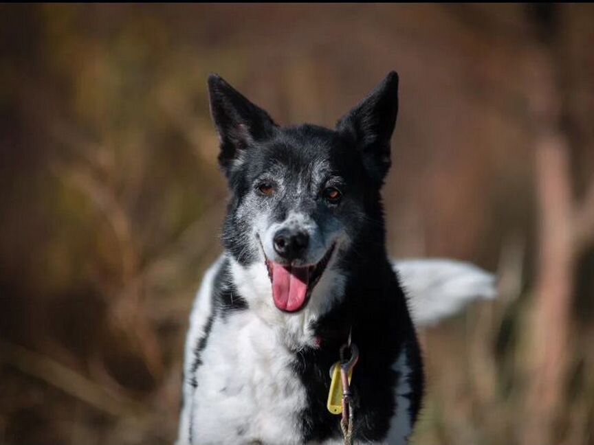 Собака в добрые руки отдам бесплатно