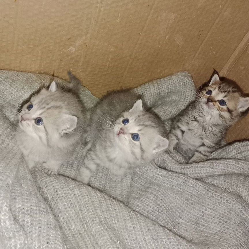 Котята в добрые руки бесплатно