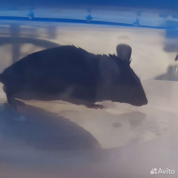 Декоративная мышь