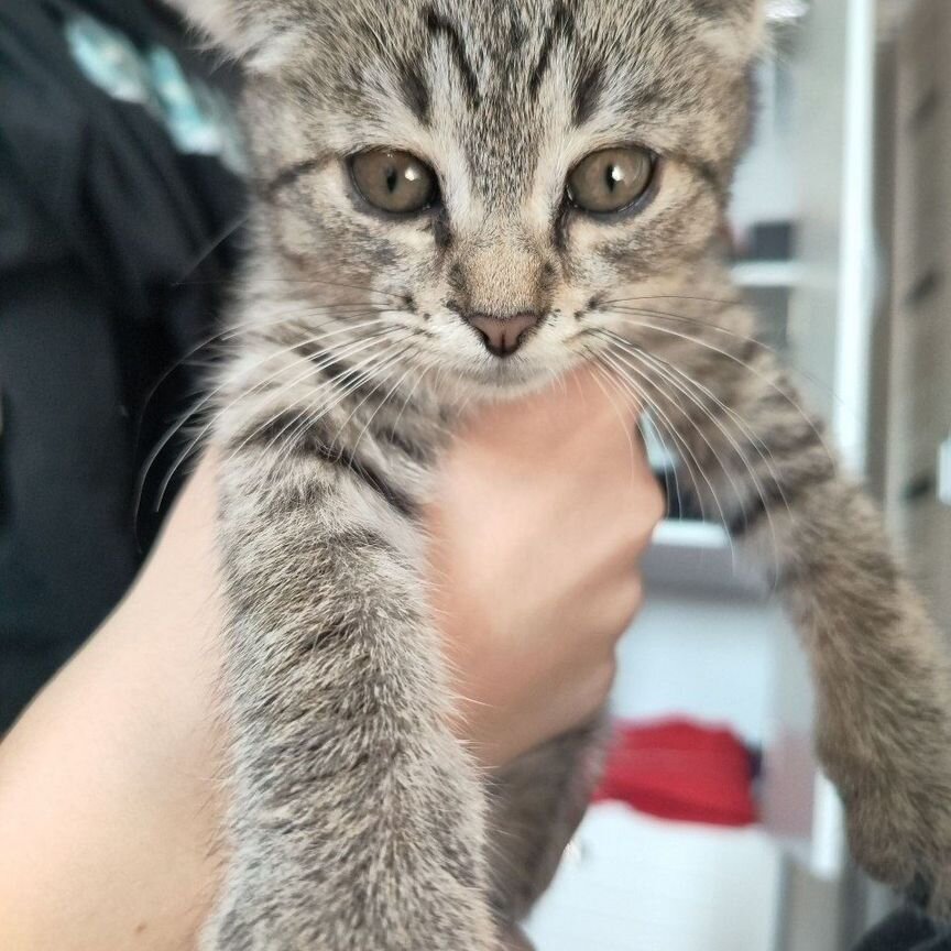 Котёнок кошечка 1,5 месяца