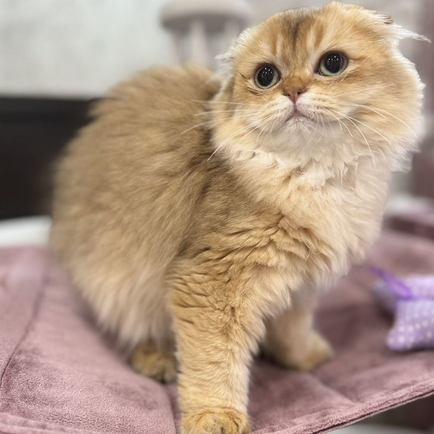 Шотландский вислоухий котик