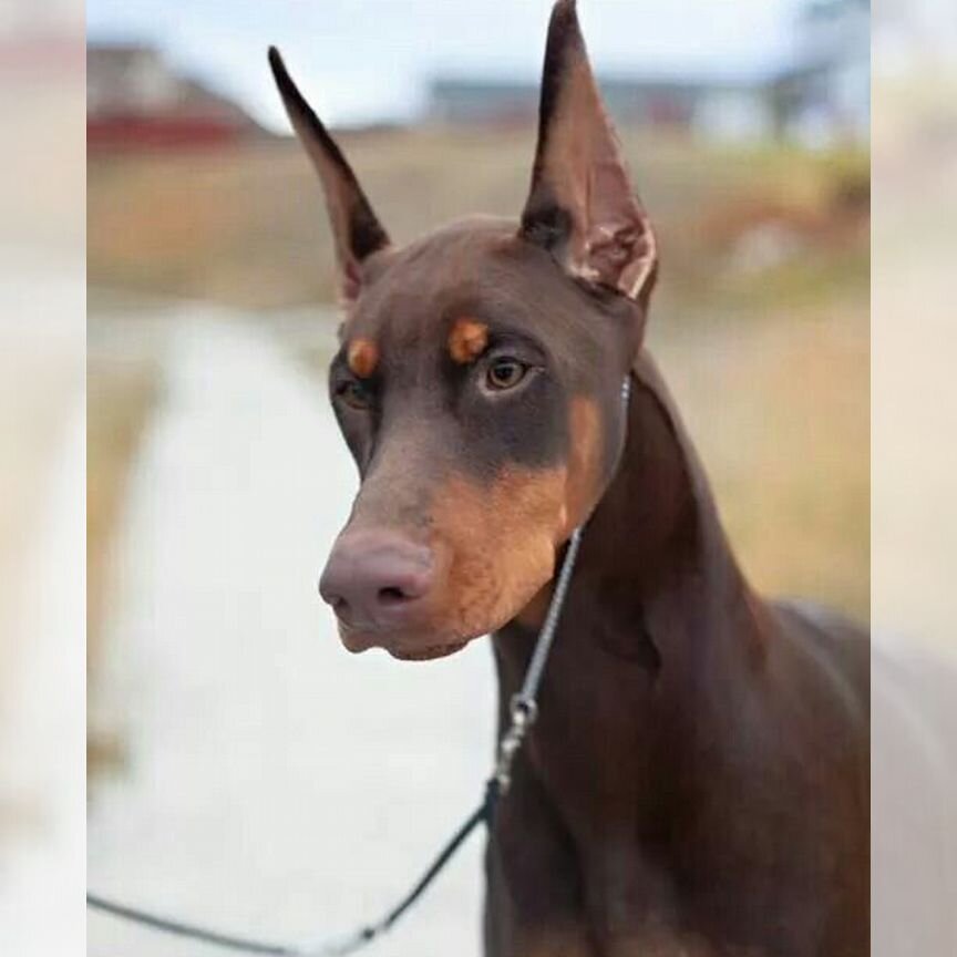 Доберман