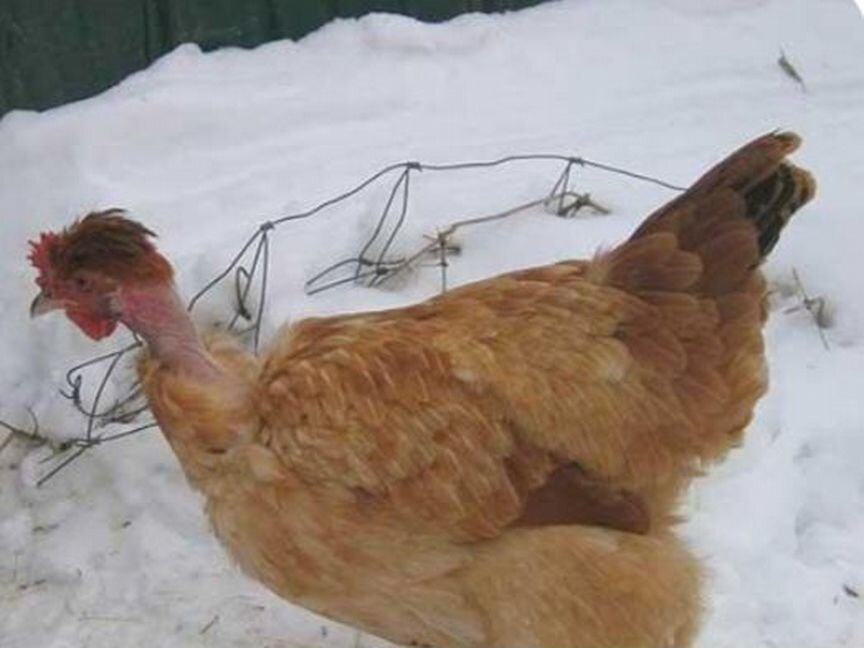 Куры Голошейки