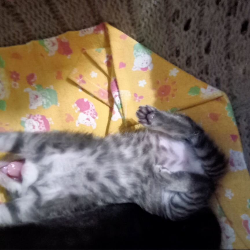 Отдадим котят в добрые руки