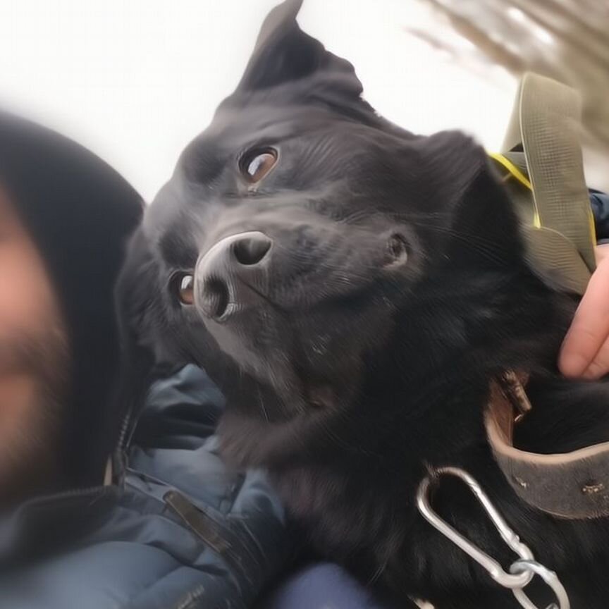 Взрослый пёс в добрые руки