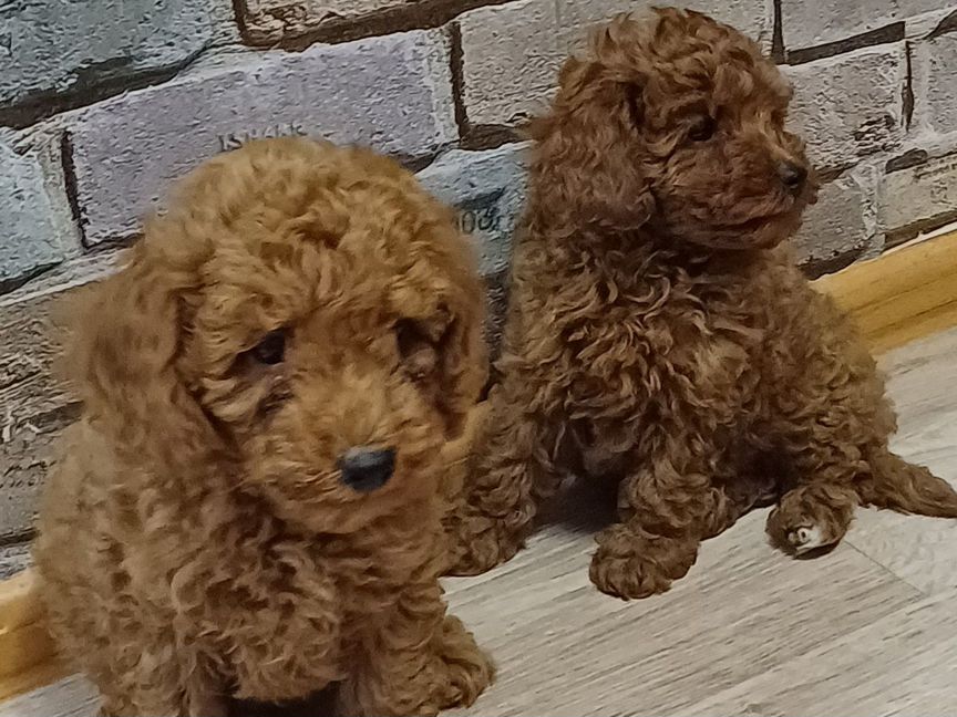 Той-пудель редбраун кобели