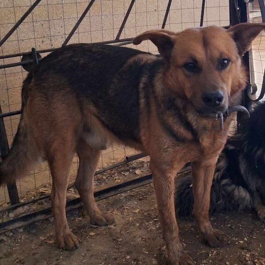 Взрослый пёс в добрые руки