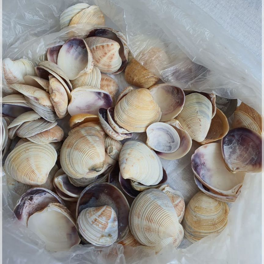 Морские ракушки раковины разных размеров