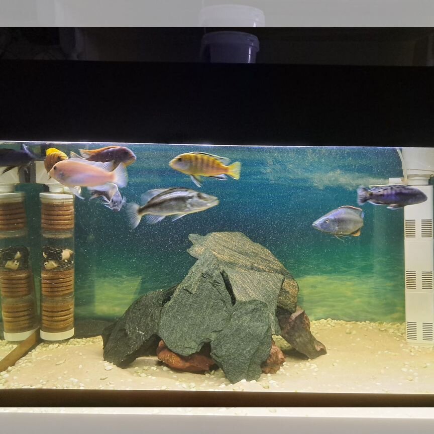 Подам цыхлид