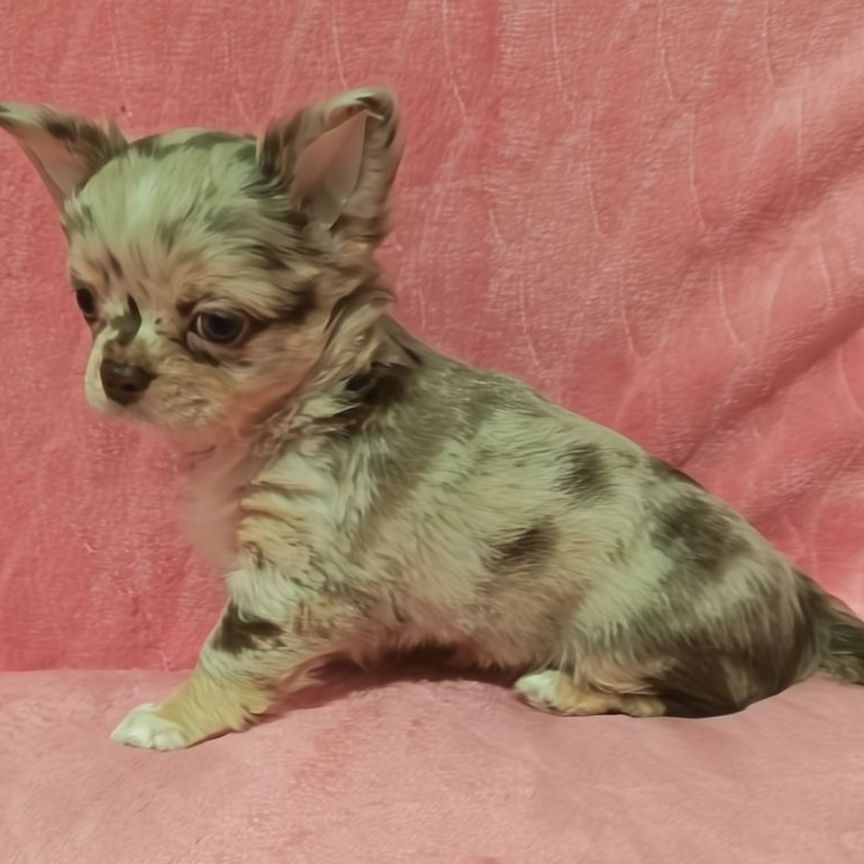 Чихуахуа, щенок