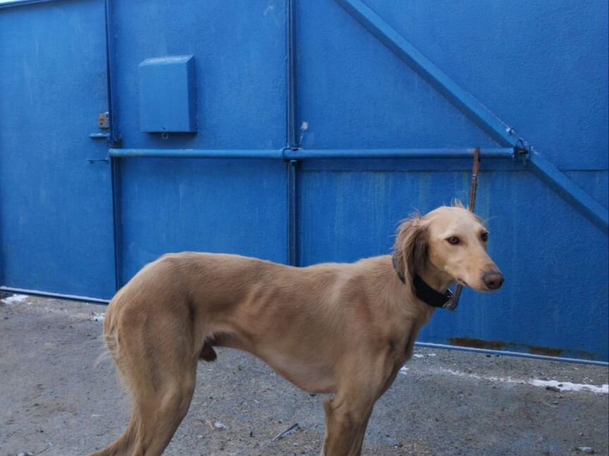 Продам собаку