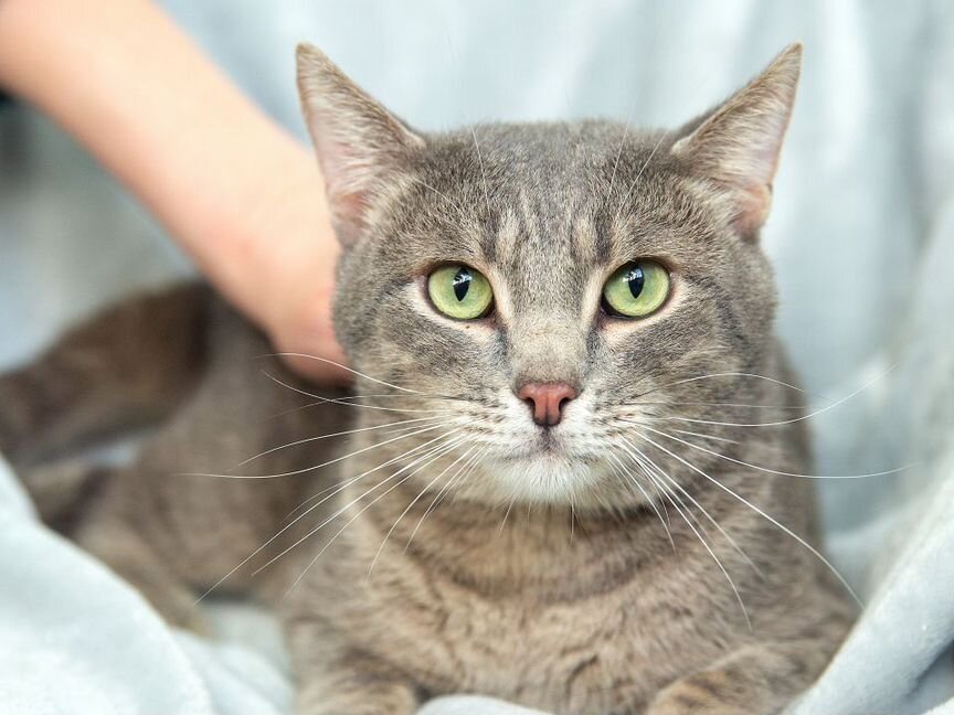 Котик Сева метис голубых кровей