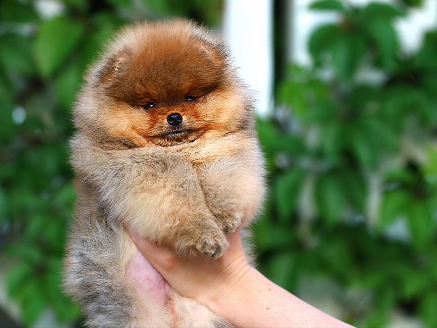 Потрясающий мальчик